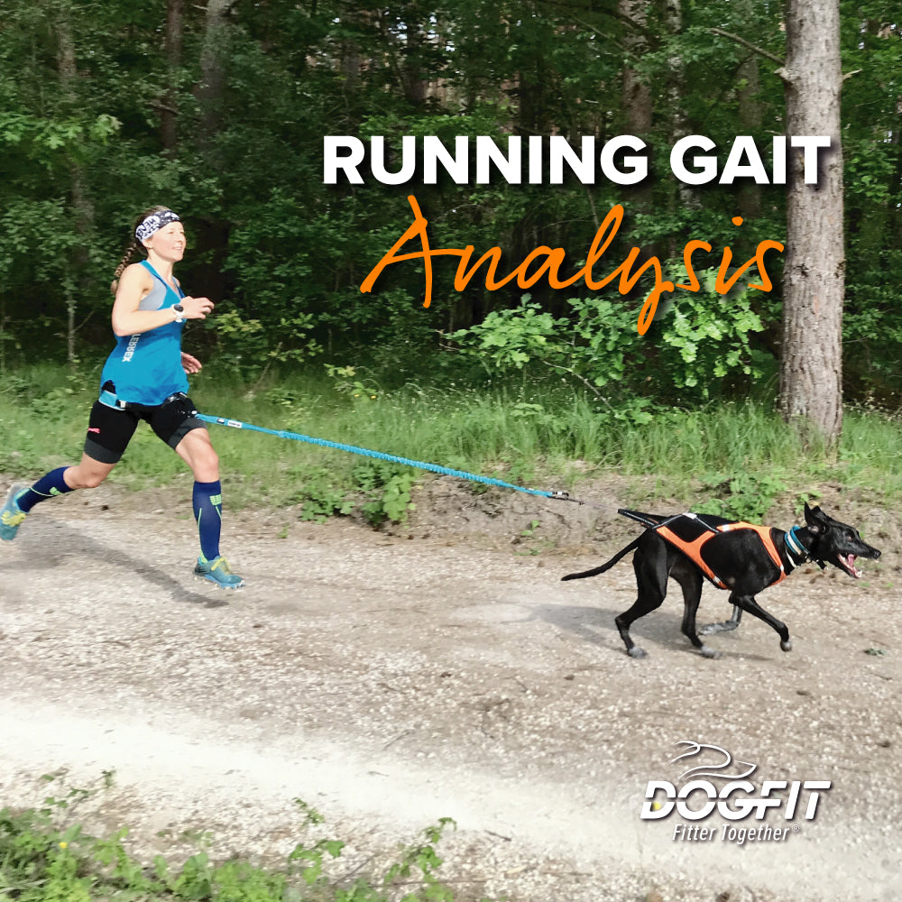 Running Gait Analysis – DogFit - Canicross kit, advice and training